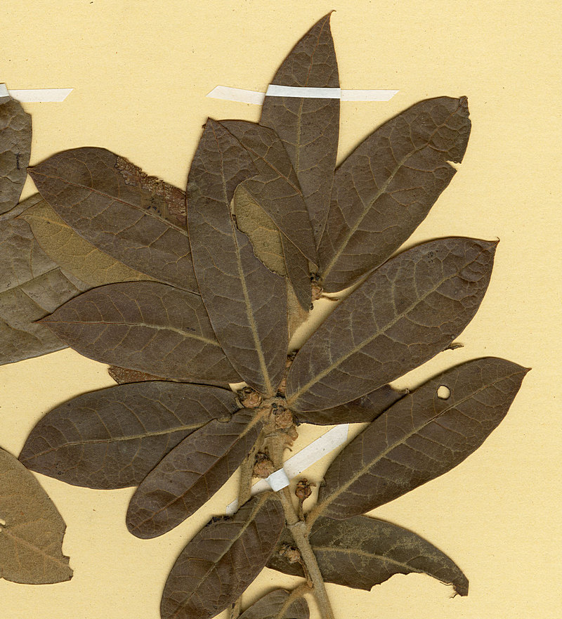 Quercus colombiana