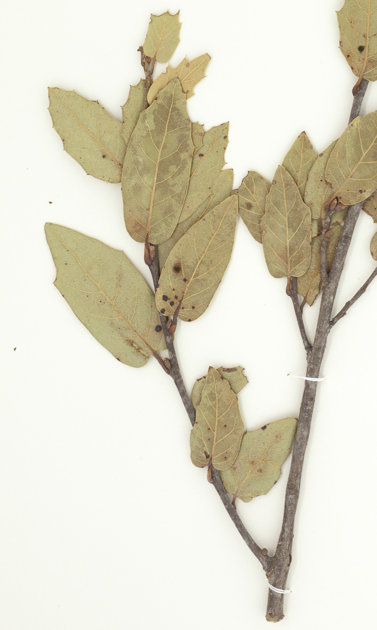 Quercus opaca