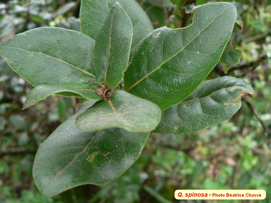 Quercus spinosa